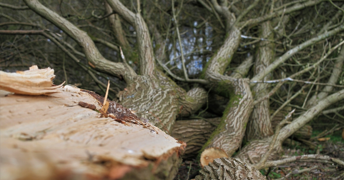 Vellen van bomen | Boomverzorger Ben